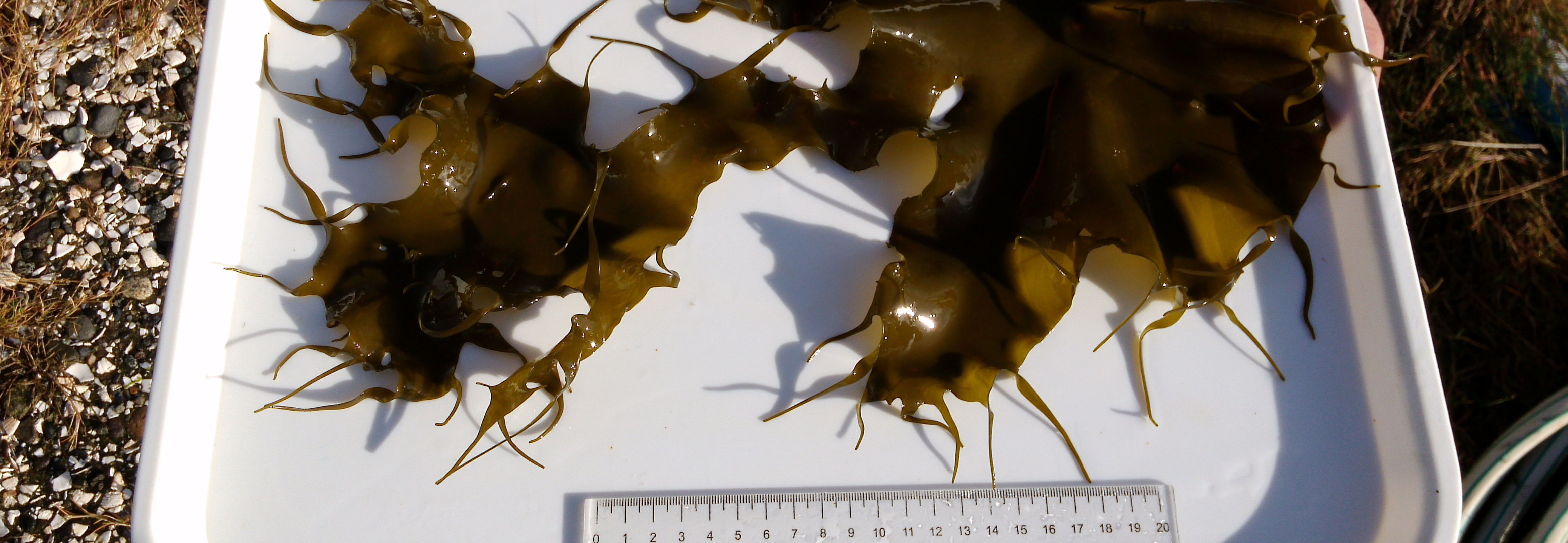 Universidad de Los Lagos